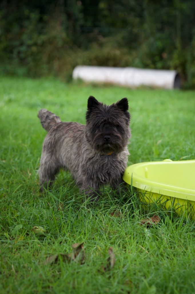 Accueil - Elevage du domaine de kerallan - eleveur de chiens Cairn Terrier